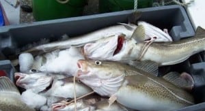 Featured Site: Fishing Tips Info | The Content Marketing Blog – Shareaholic